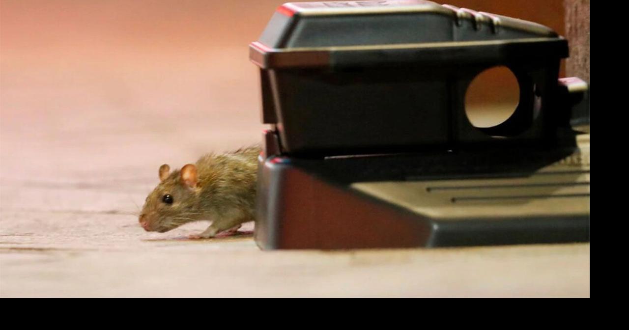 Cannibal rats taking over during coronavirus pandemic, experts say ...