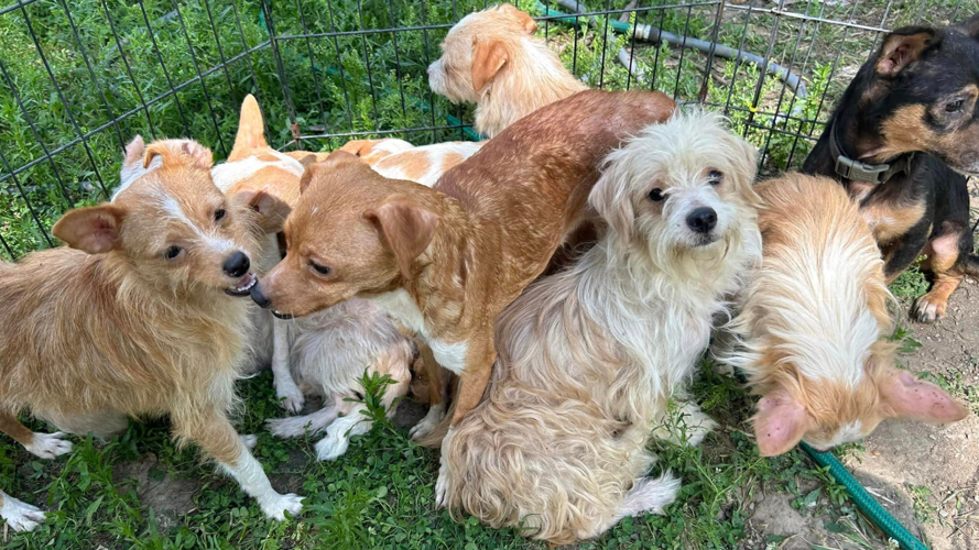 70 dogs seized, 3 children rescued from Arkansas home | News ...