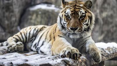 would a tiger attack a cat