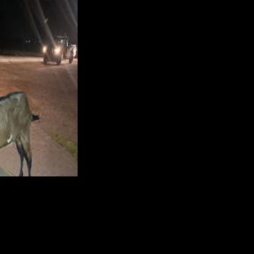Goat accused of ...terrorizing... residents taken into custody ...