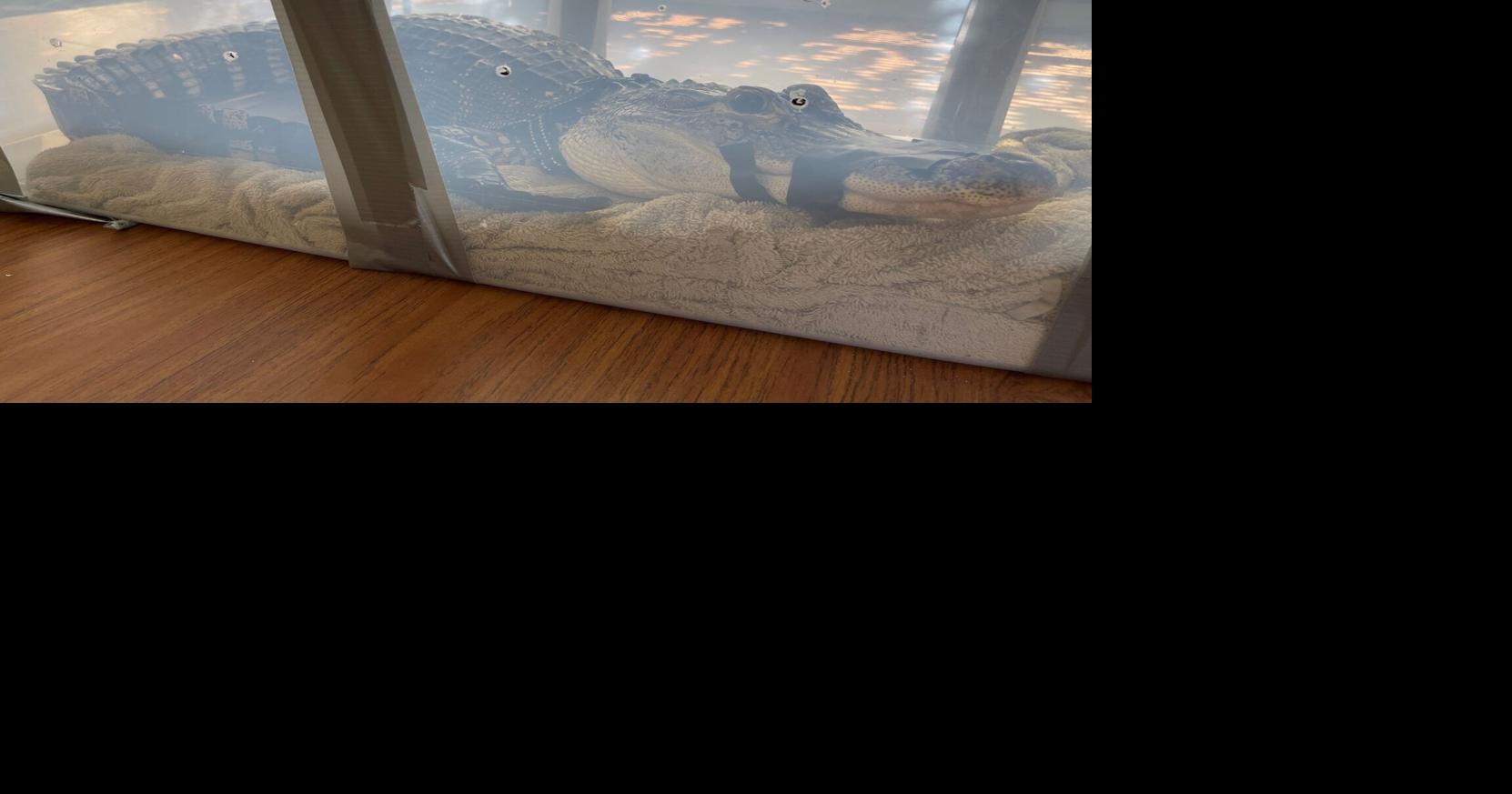 5-feet-long alligator named Zachary surrendered to authorities in New ...