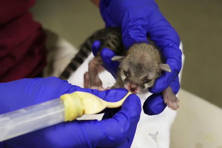 PHOTOS: Meet the baby African Spotted Genet born at the Memphis Zoo ...