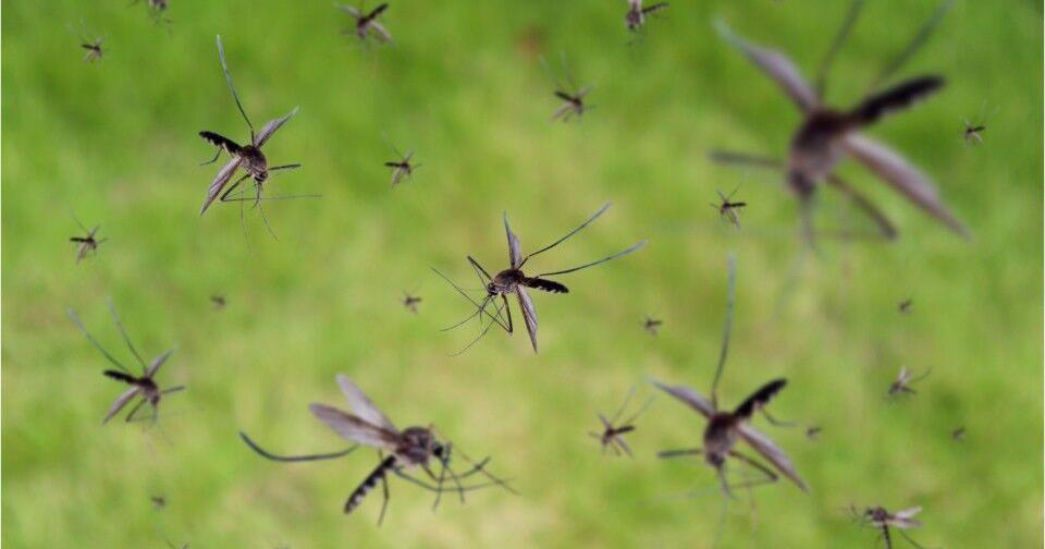 Shelby County Health Department confirms first human West Nile virus ...