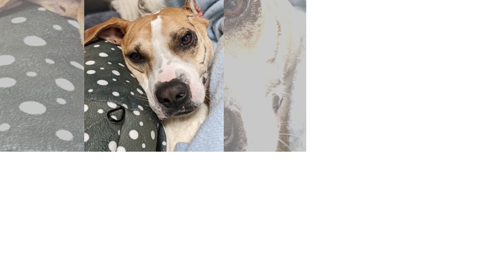 Dog set on fire in Nutbush undergoes surgery | News | fox13memphis.com