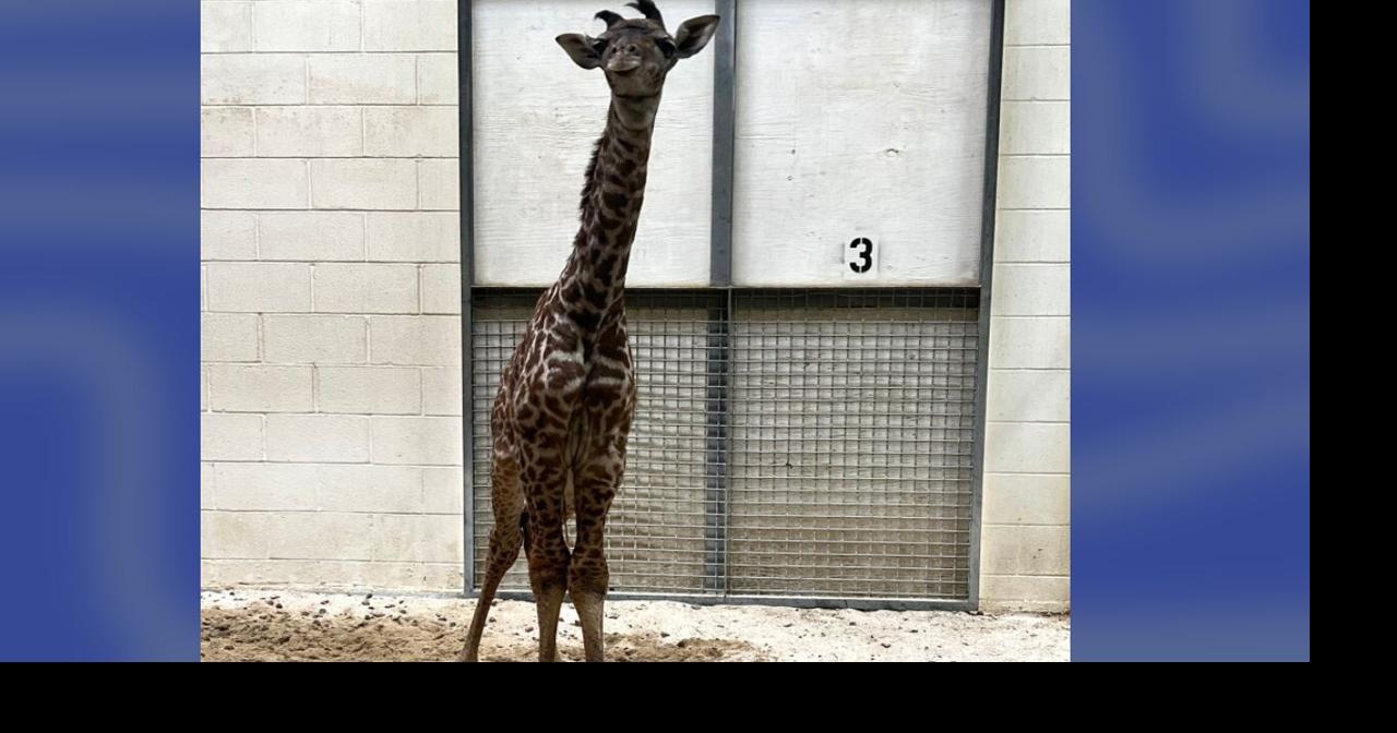 It...s a boy! Virginia zoo welcomes new giraffe calf | Trending ...