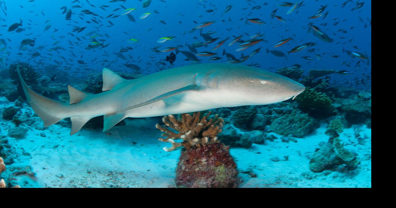 Shark bites Instagram model during photo shoot in Bahamas | Trending ...