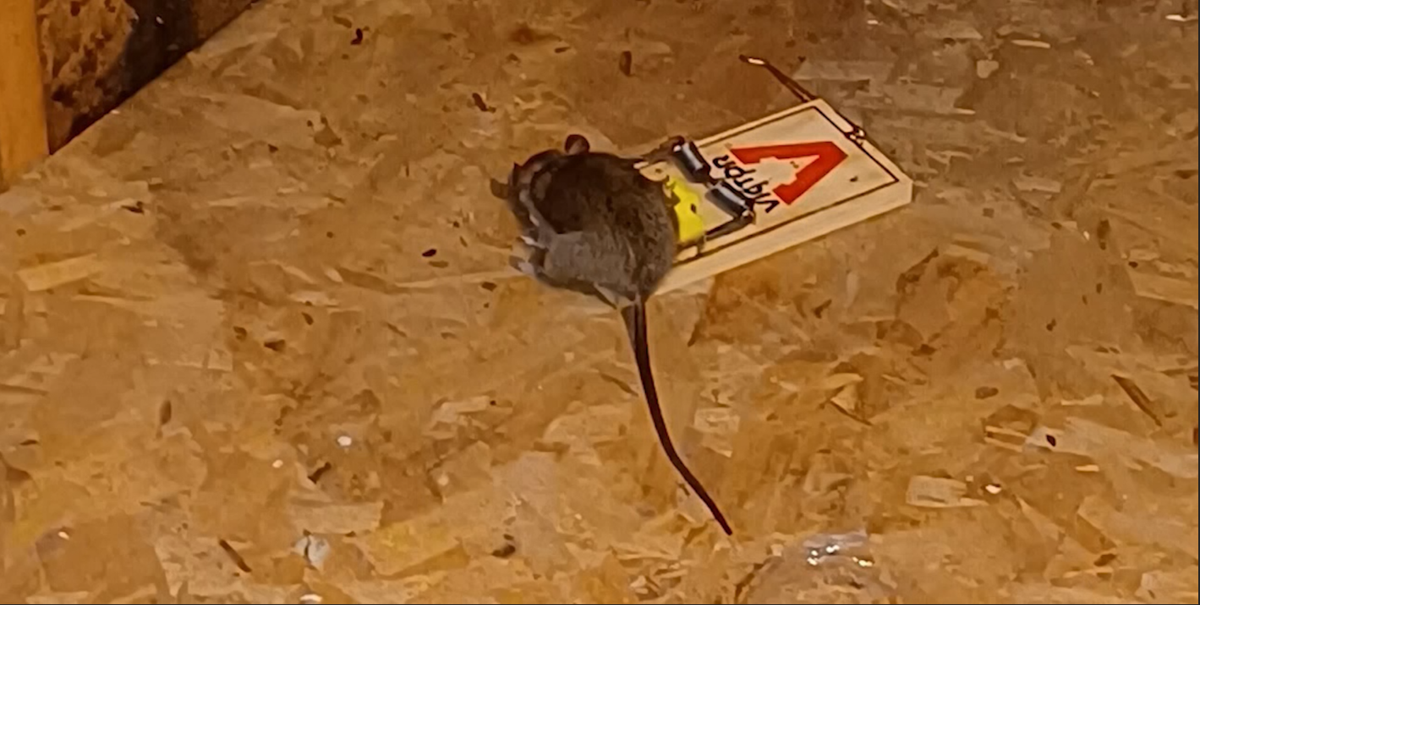 TN Law: Landlord could leave you living with rats, rodents for 2 weeks ...