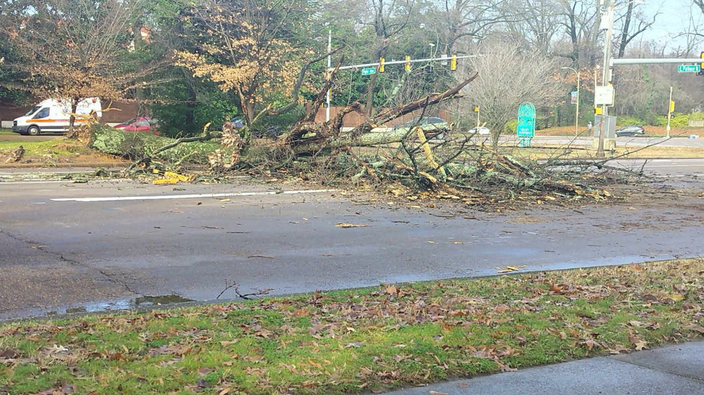 tree fell down blocking the road
