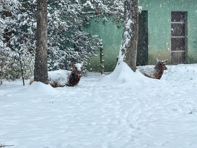 PHOTOS: Pets and other animals living their best lives — in the snow ...