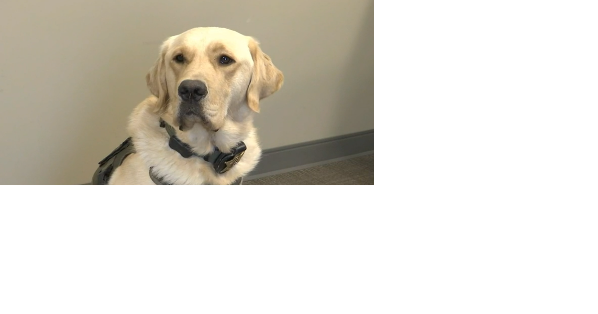 Mississippi’s first electronic-sniffing K-9 calls DeSoto County Sheriff ...