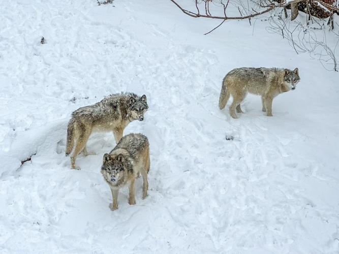 PHOTOS: Pets and other animals living their best lives — in the snow ...