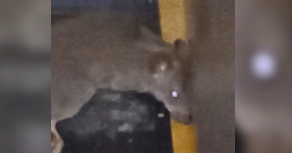 Cordova family told to deal with rat infestation on their own | News ...