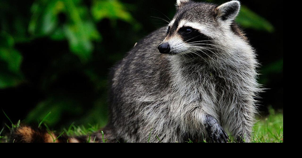 Video shows Connecticut woman rescuing daughter from aggressive raccoon ...