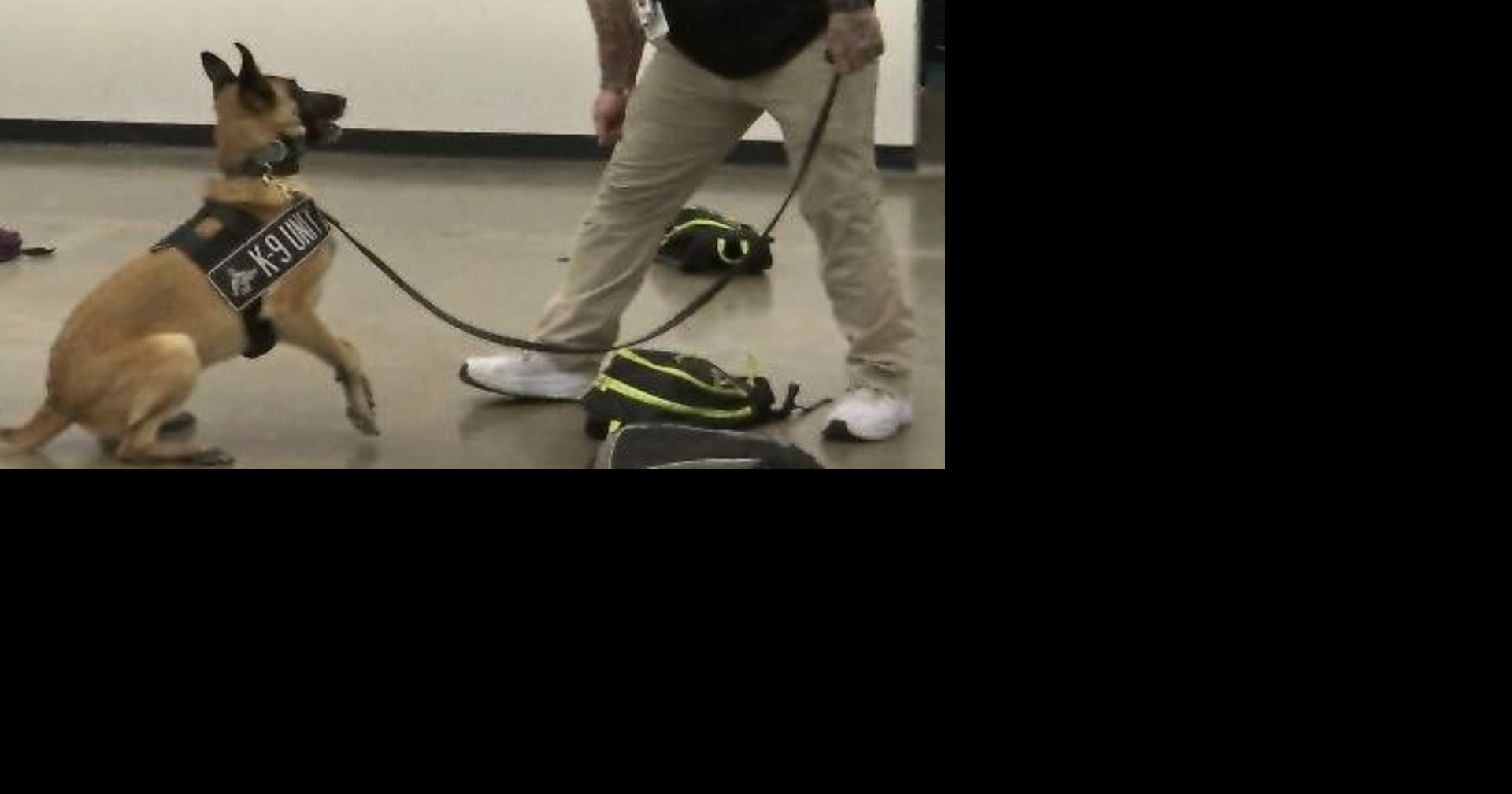 WATCH: Company that deploys K-9s for weapons detection possible option ...