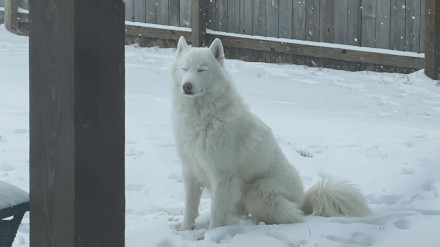 PHOTOS: Pets and other animals living their best lives — in the snow ...