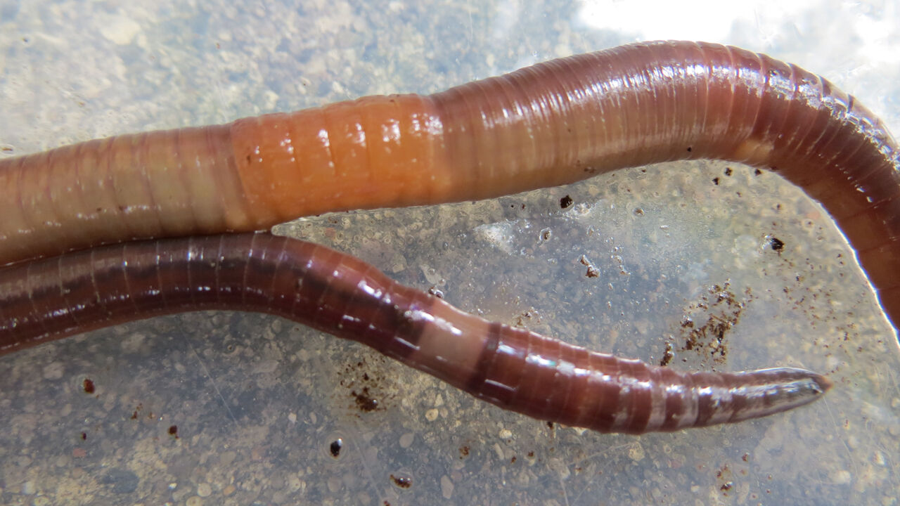 Australian Earthworm 10 Feet