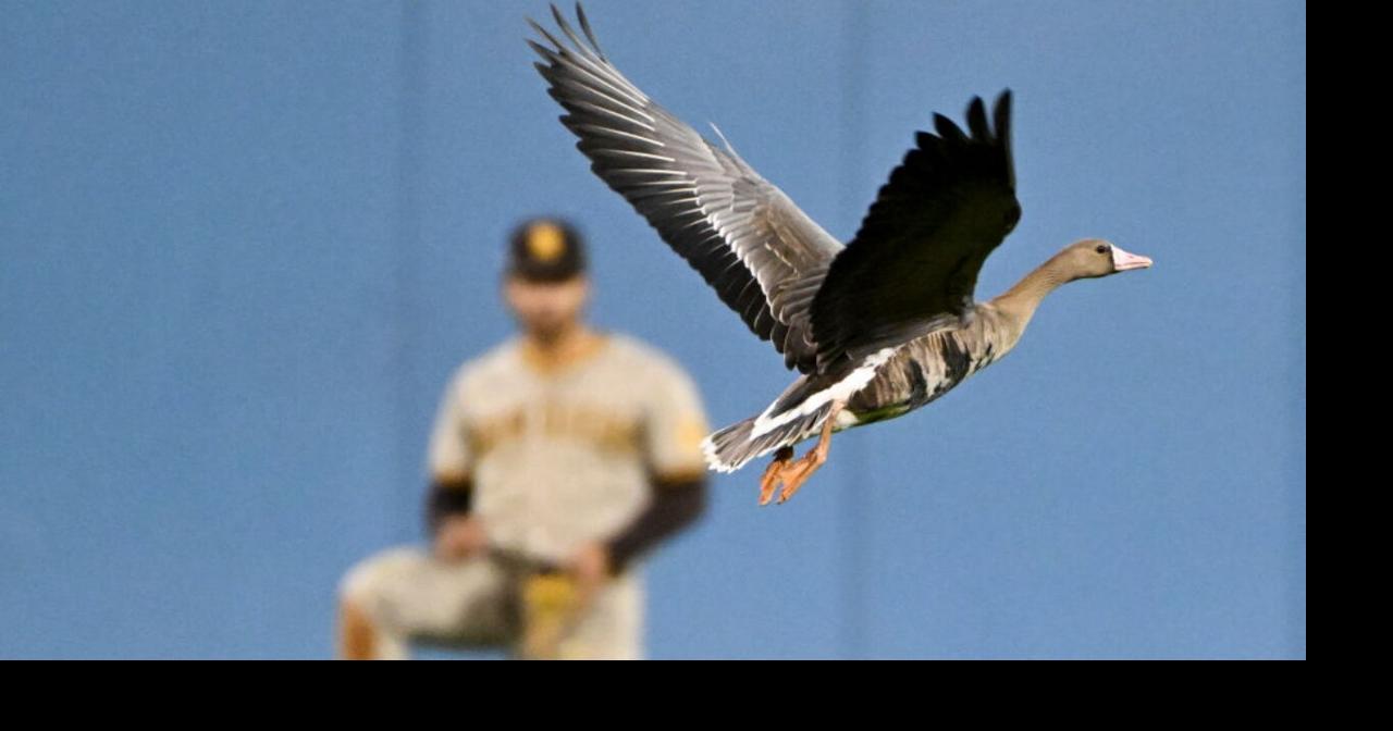 Take a gander: Goose flies onto field during Dodgers-Padres playoff ...