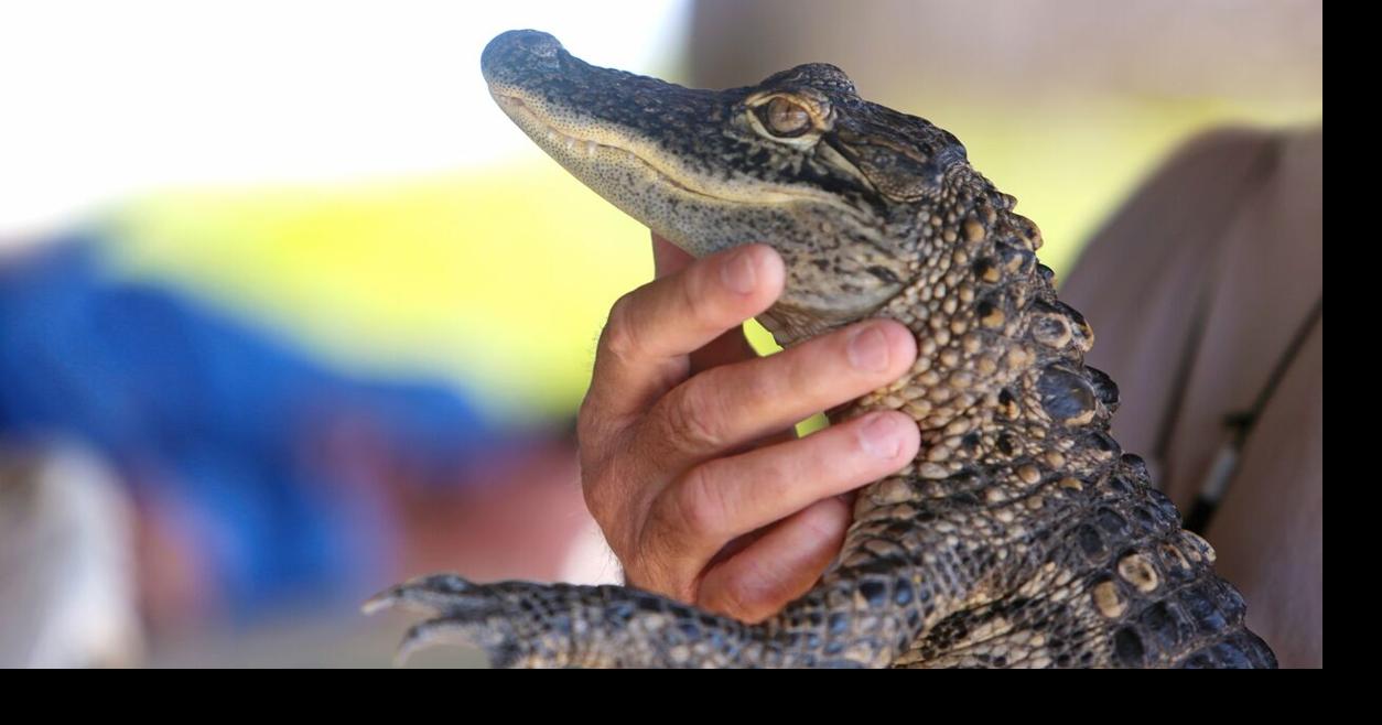 Evicted: Animal control officers remove alligator family from Detroit ...
