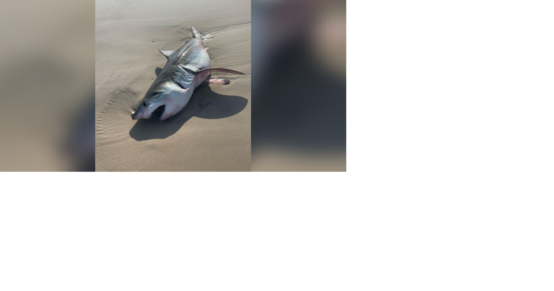 Dead shark washes up on New York beach | Trending | fox13memphis.com