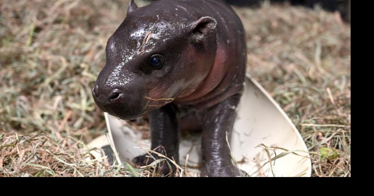 New arrival: Richmond zoo welcomes baby pygmy hippopotamus | Trending ...