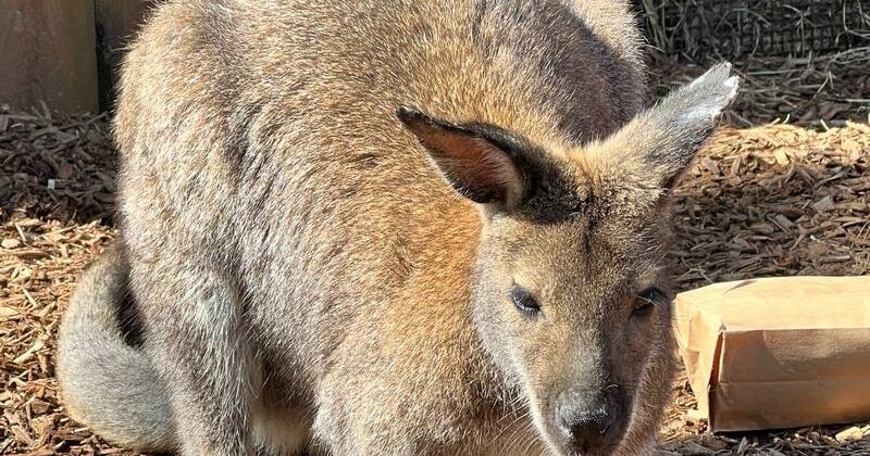 Missing wallaby found safe, Memphis Zoo officials say | News ...