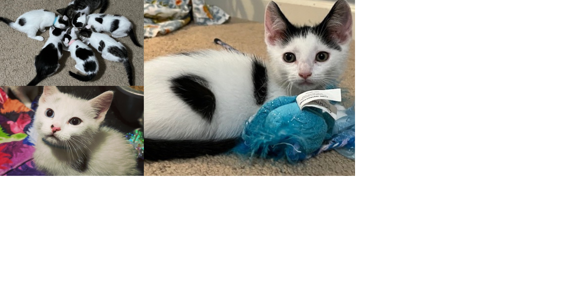 Look at these cats! Kittens named after Memphis rappers up for adoption ...