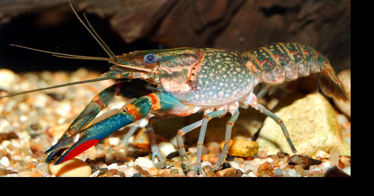 Invasive crayfish found in Texas pond | Trending | fox13memphis.com
