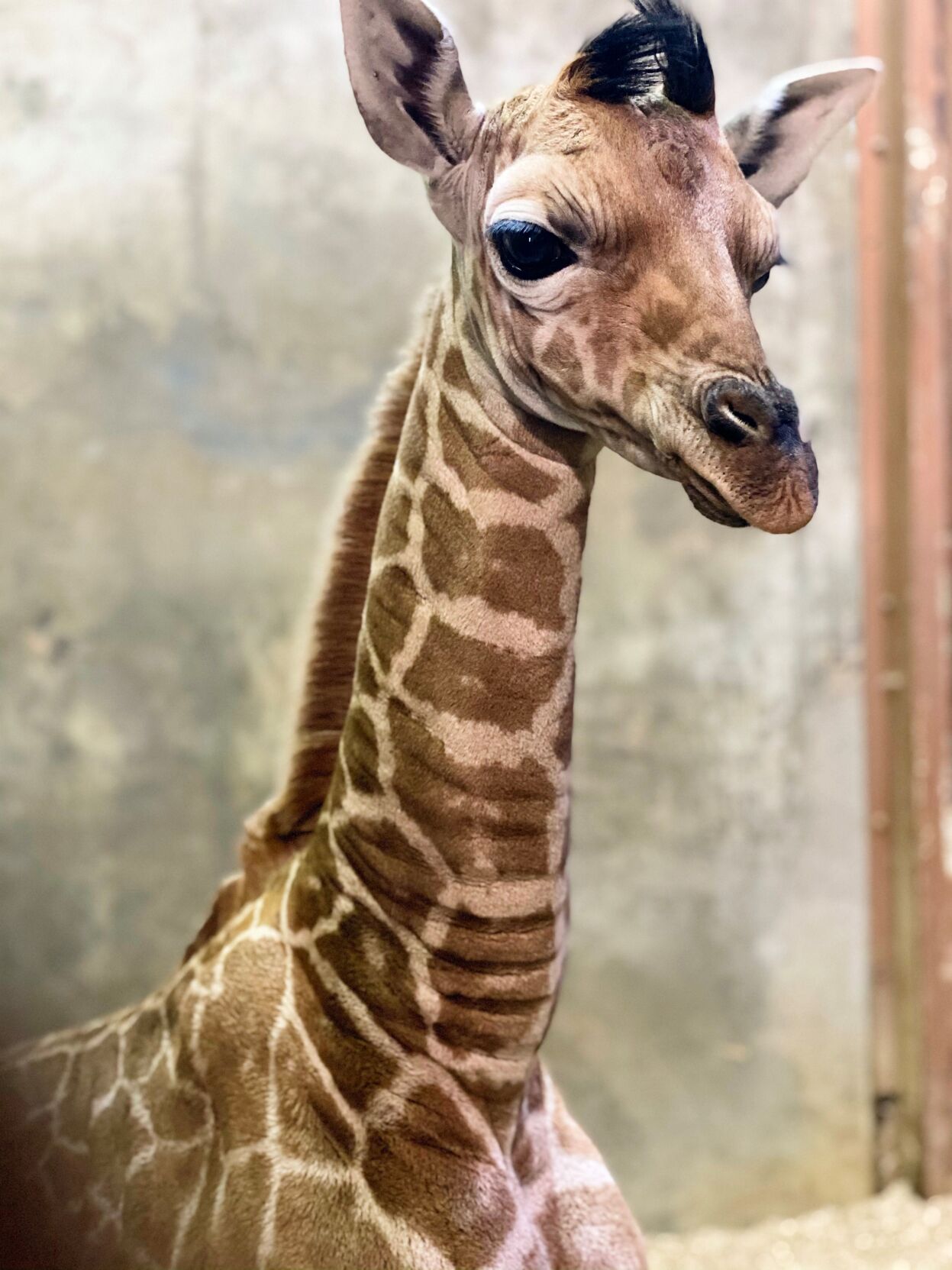 PHOTOS: Memphis Zoo welcomes it...s newest rookie - Ja Raffe ...