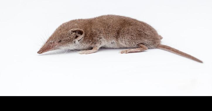 Langya: What we know about the new virus discovered in China | Trending ...