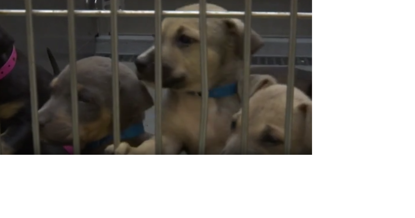 Memphis Animal Services needs dog foster parents as shelter deals with ...