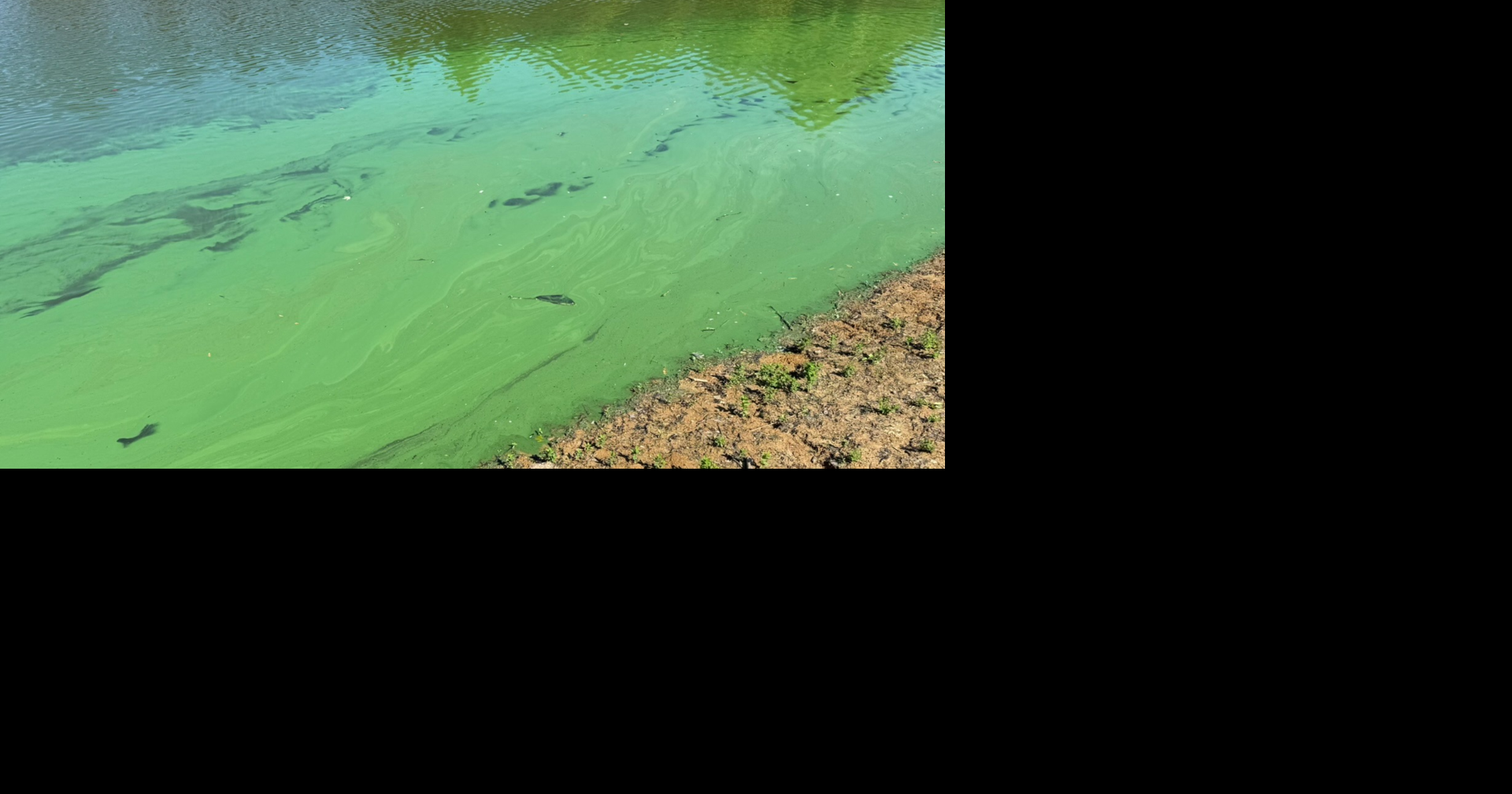 Bartlett warns of possible "toxic algae" at city park | Health ...