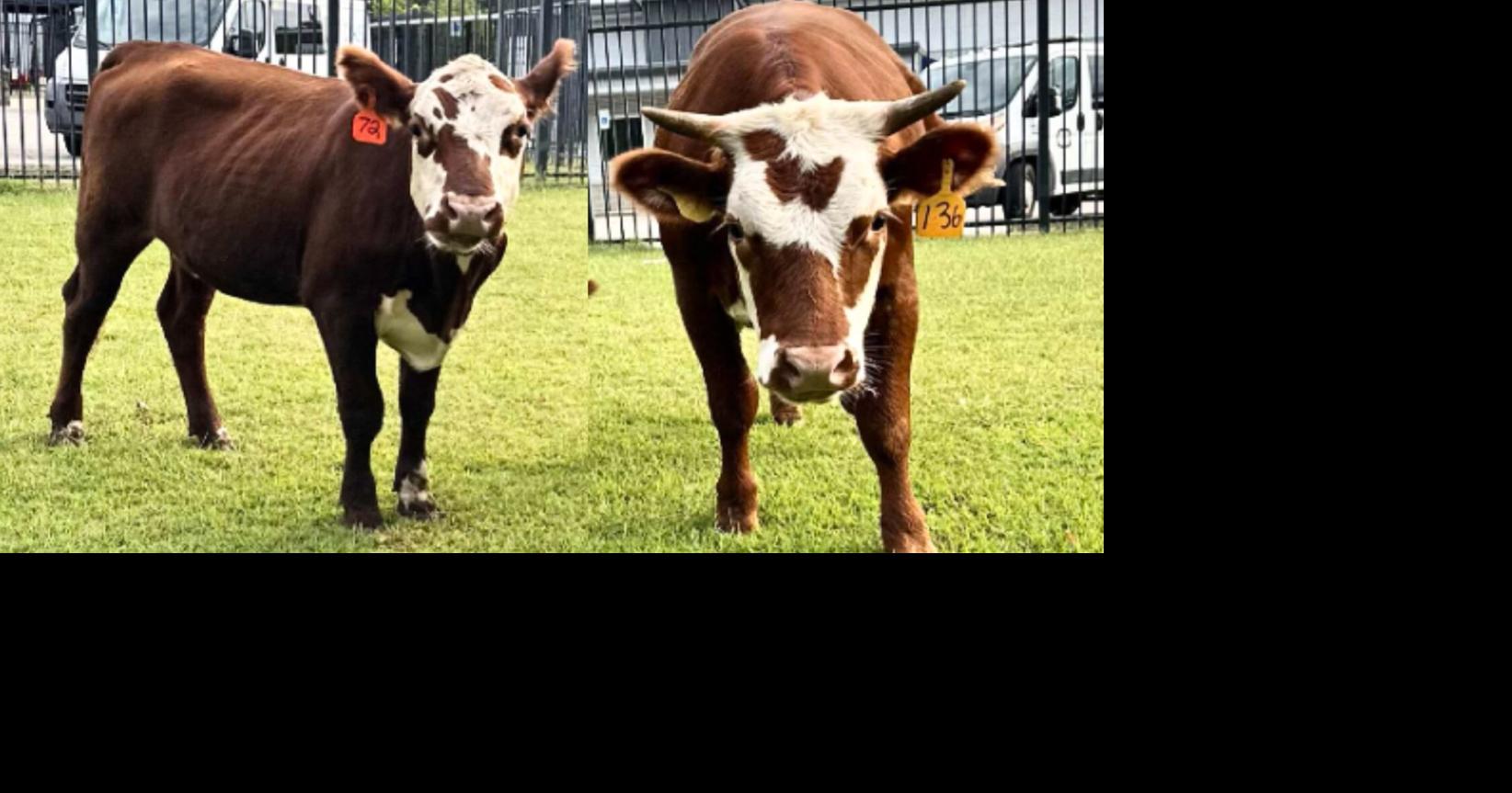 Over the Moon: Pair of lost cows at Memphis Animal Shelter now ...