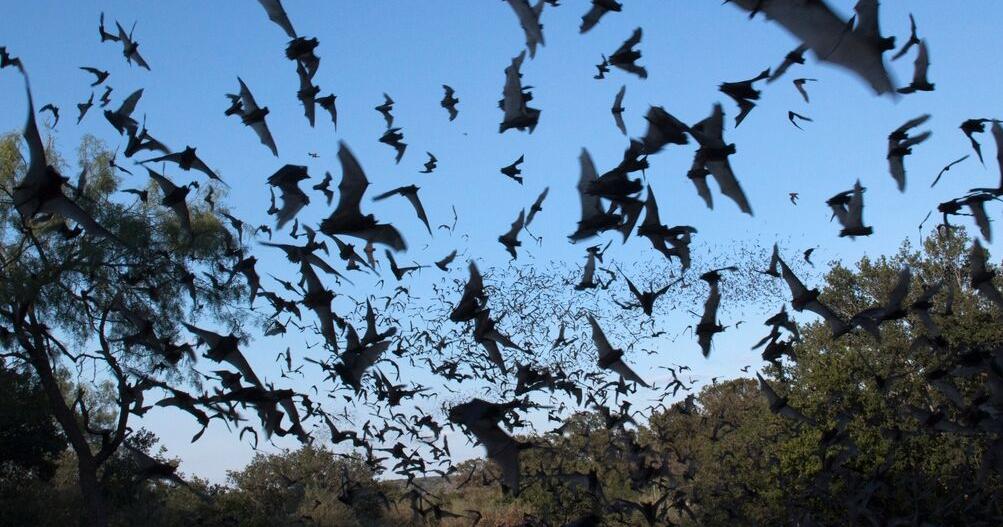 Bats fall from bridge in Texas due to hypothermic shock from the winter ...