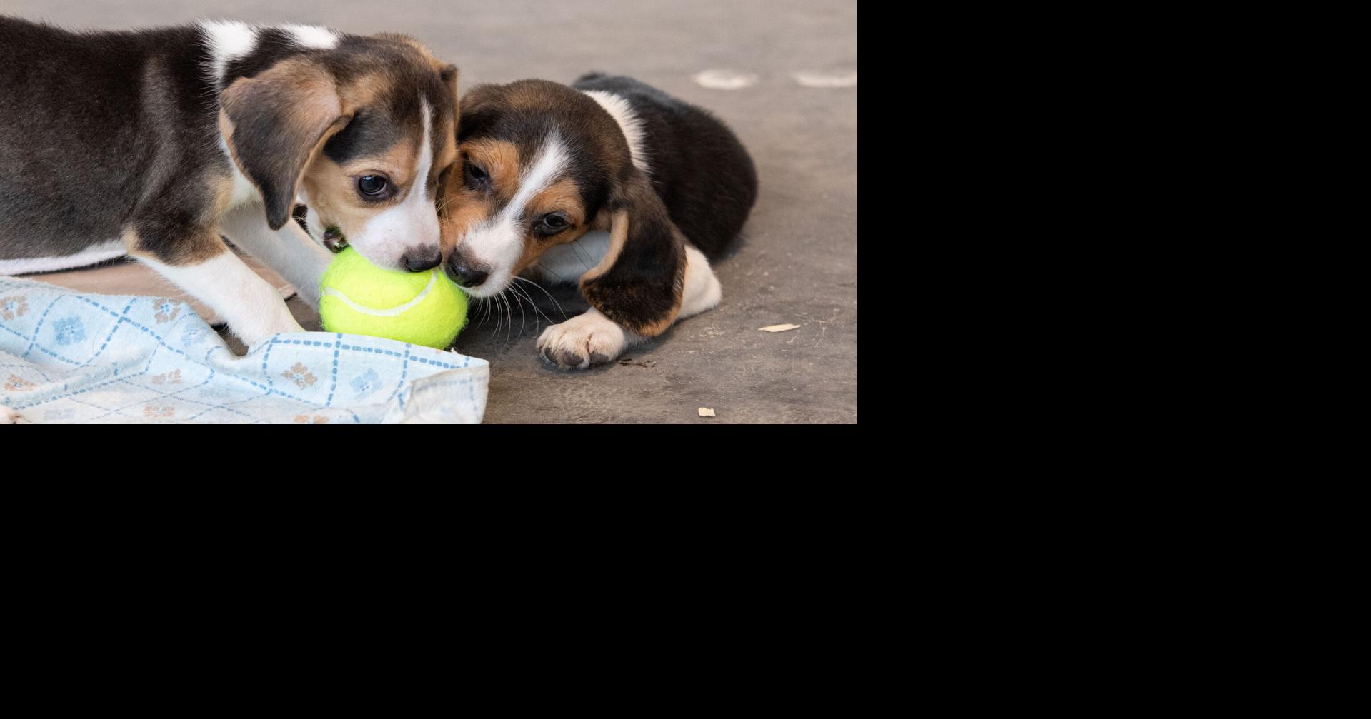 ...Mission accomplished...: Last of 4,000 beagles rescued from Virginia ...