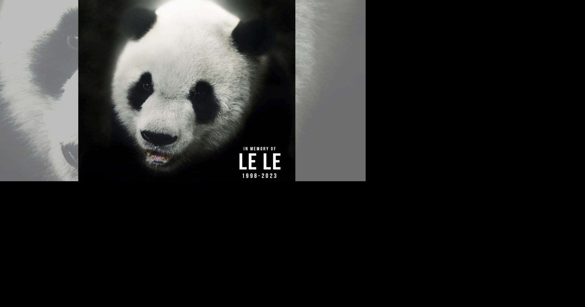 WATCH: Memphis Zoo Giant Panda “Le Le” dies | News | fox13memphis.com
