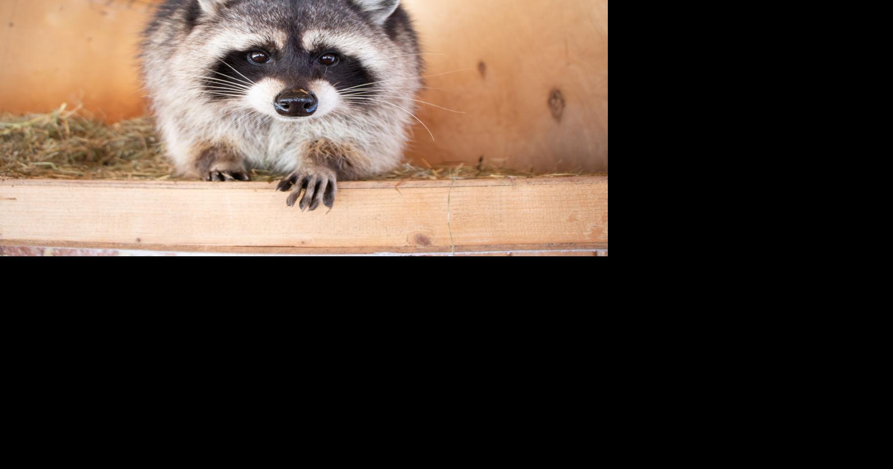 Wild catch: Arkansas fan nabs raccoon during game against Vanderbilt ...