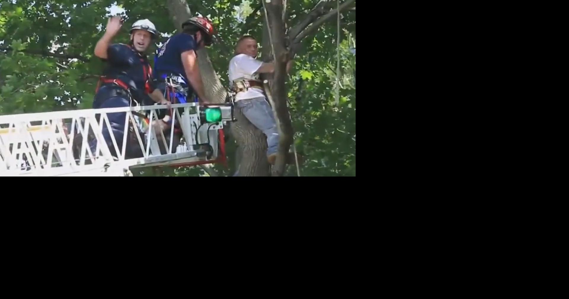 Man gets stuck trying to rescue cat stuck in a tree | Trending ...