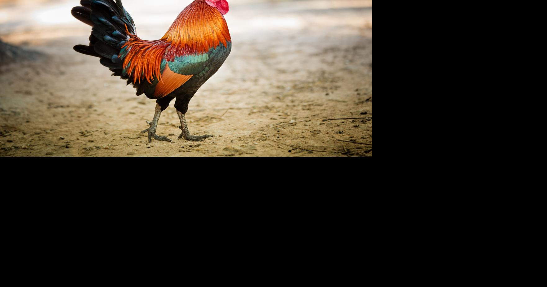 Love that rooster from Popeyes: Animal becomes restaurant’s new mascot ...