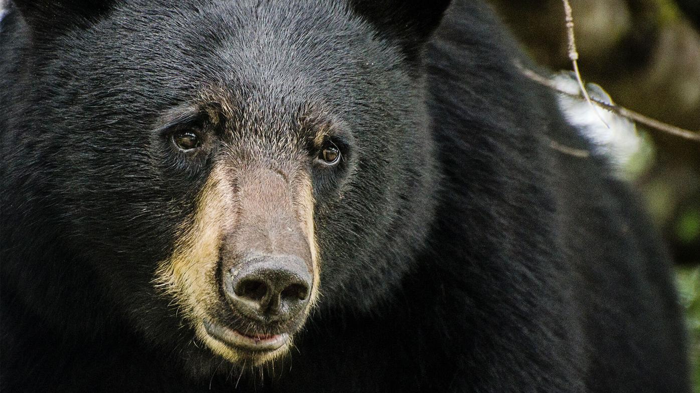 florida bear attack naples
