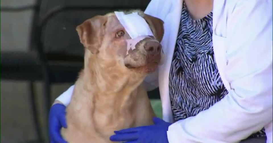 Buddy the Dog continues remarkable recovery nearly half a year after ...