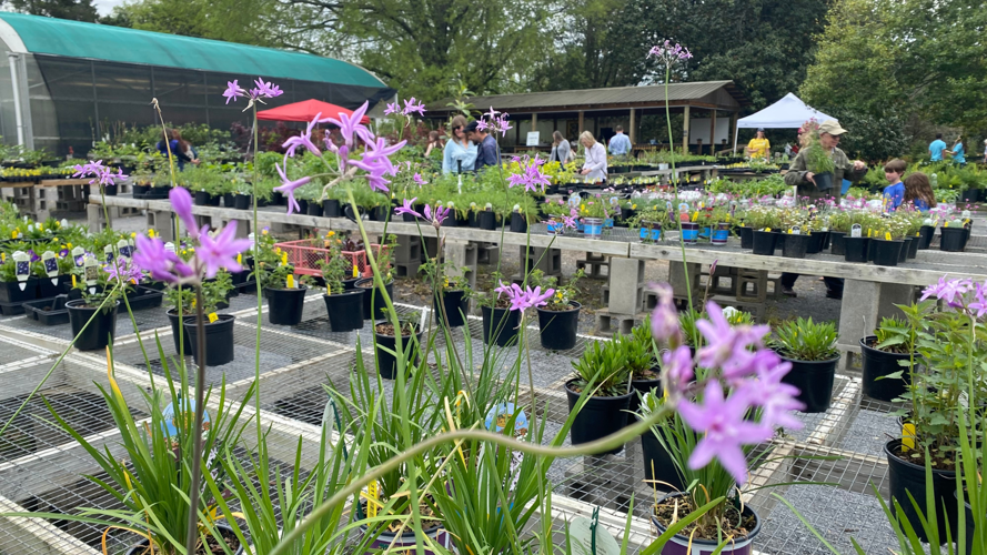 PHOTOS: Spring Plant Sale at the Memphis Botanic Garden | News ...