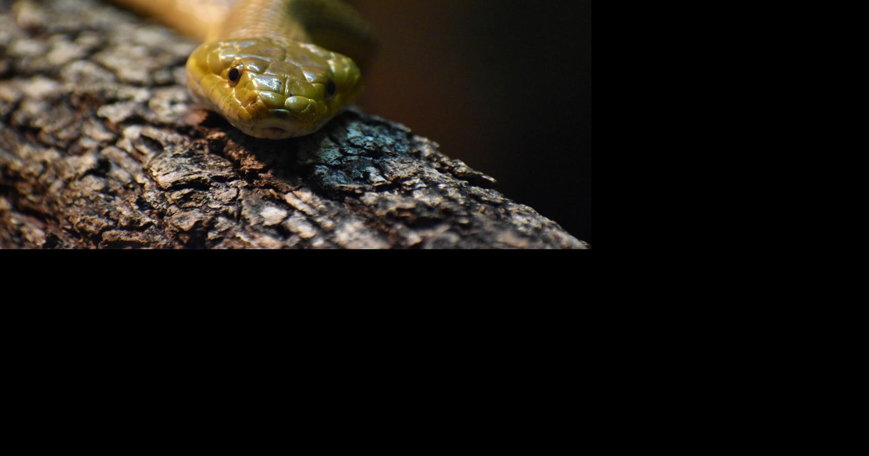 Slithery surprise: 7-foot snake found in California man’s couch ...