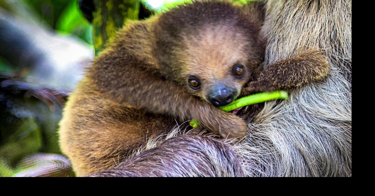 Ohio’s Cincinnati Zoo expecting its first baby sloth | Trending ...