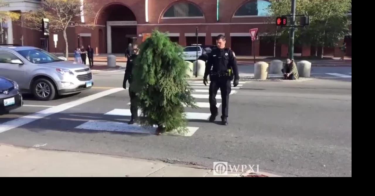 Man dressed as tree arrested for blocking traffic | Trending ...