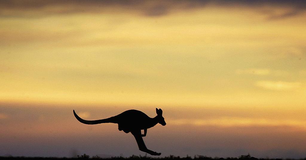 Kangaroo on the loose: Marsupial escapes in small Alabama town ...