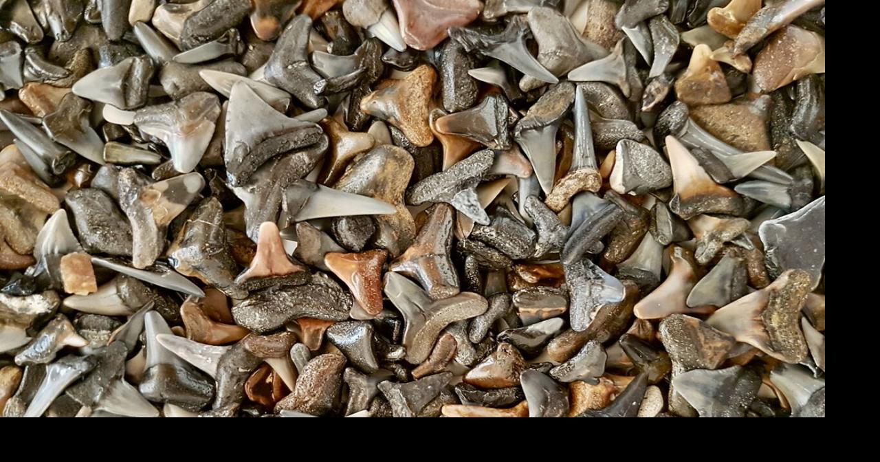 Pennsylvania boy discovers extinct shark tooth during South Carolina ...