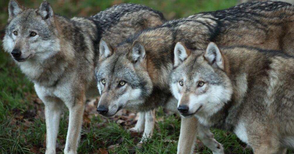 Multiple wolves poisoned this year in Washington | Trending ...
