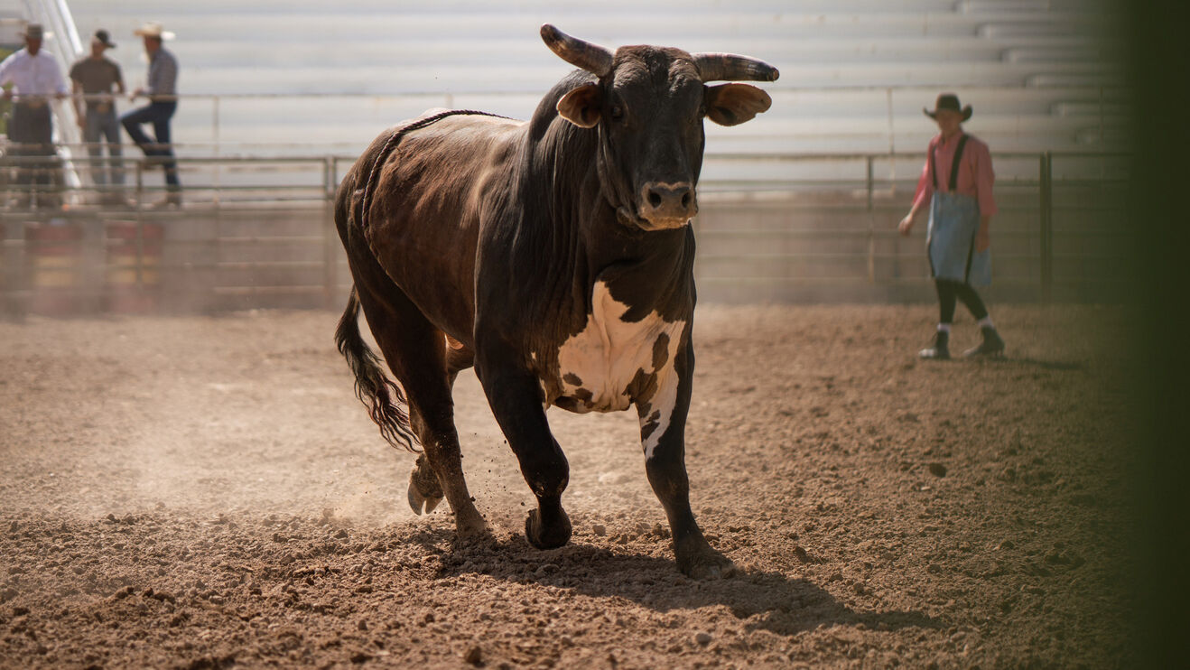 Rodeo Bull Charging