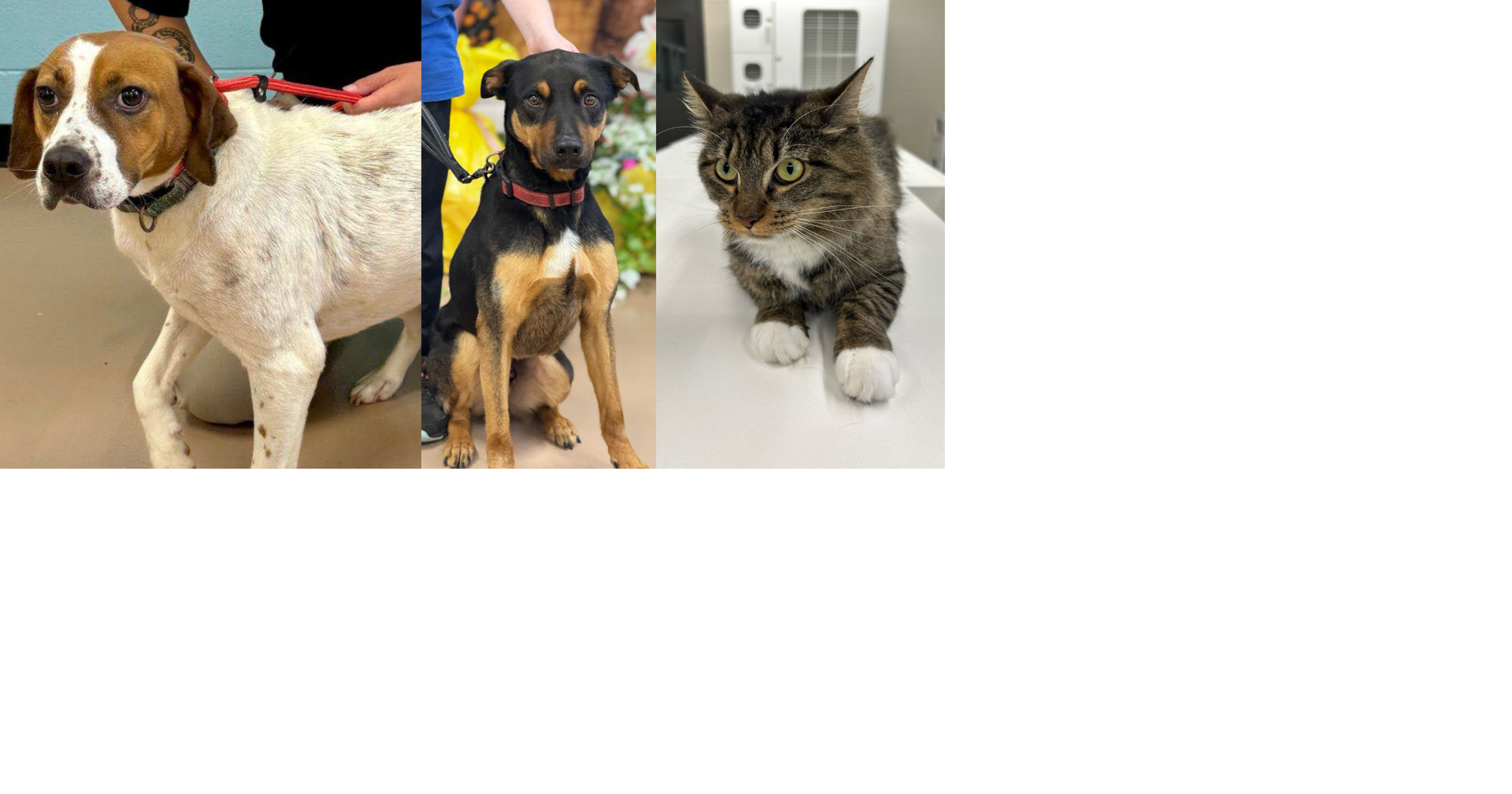 Miss. animal shelter at full capacity encourages adoption | News ...