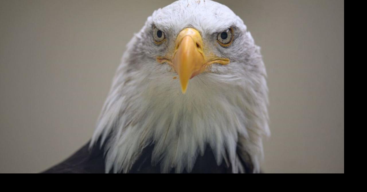 Bald eagle crashes into front window of Pennsylvania home | Trending ...